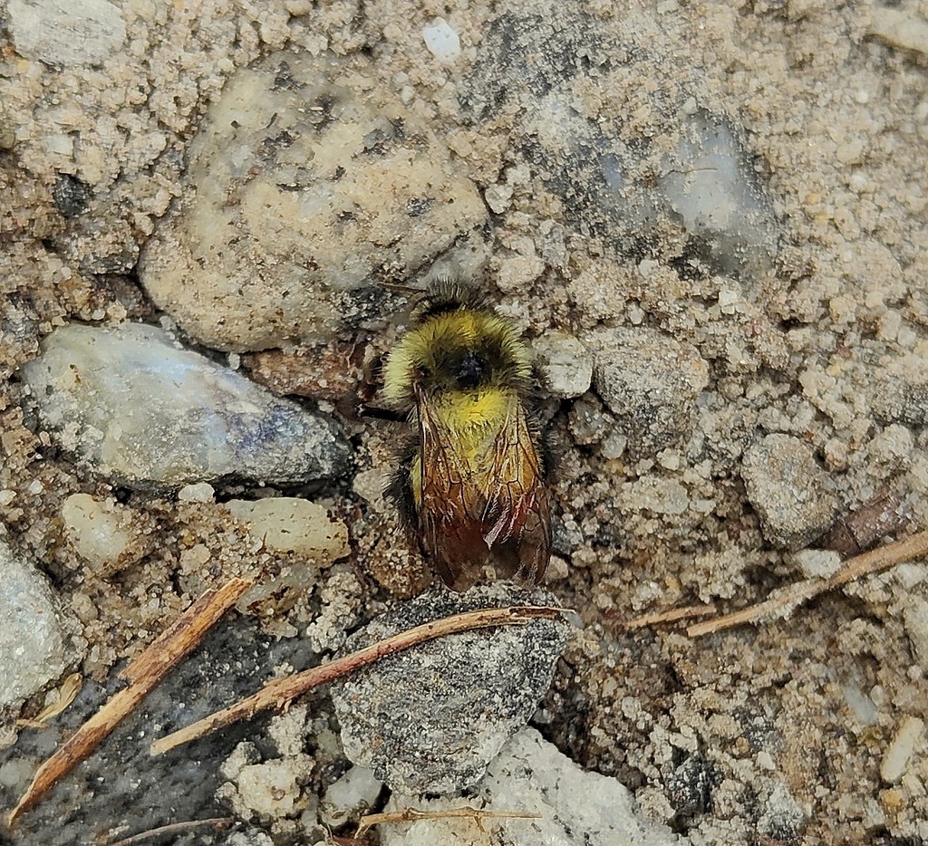 Kashmir Bumble Bee from Garhwal Division, Uttarakhand, India on August ...