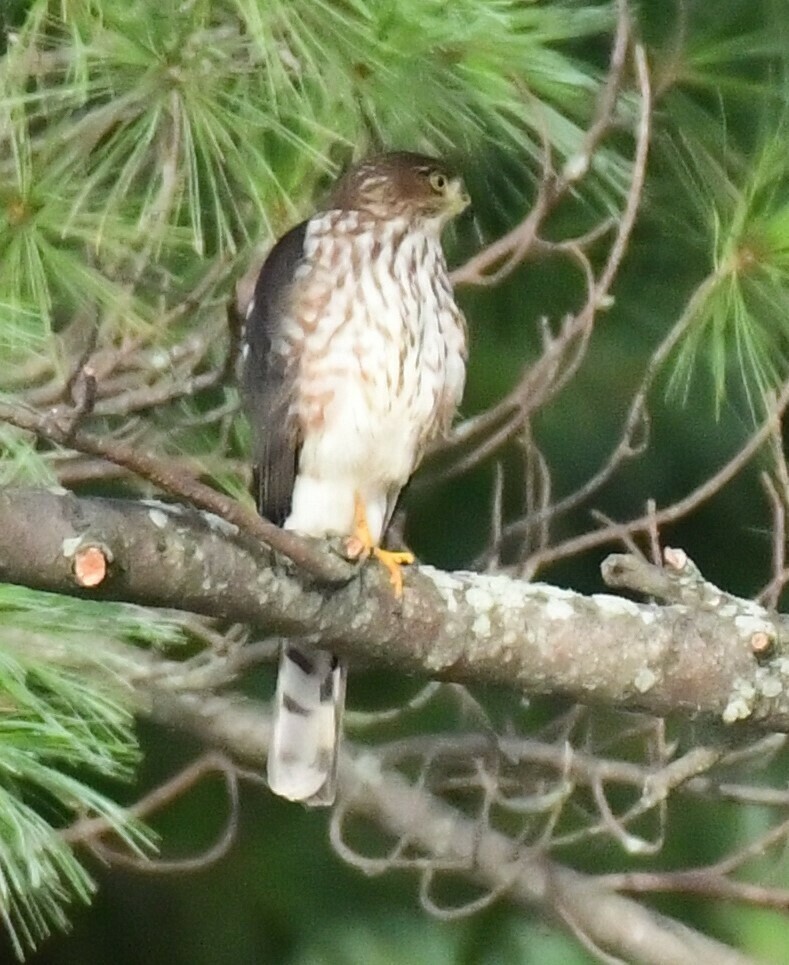 Sharp-shinned Hawk in August 2023 by Jennifer Haughton. Hawk was ...