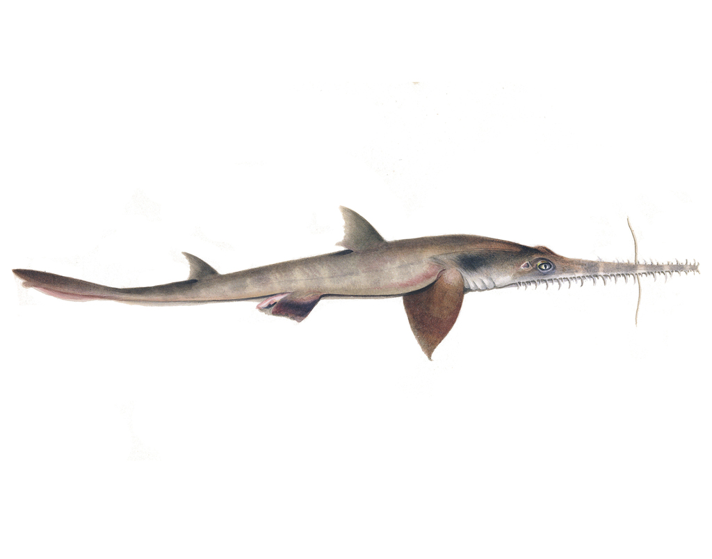 Common Sawshark