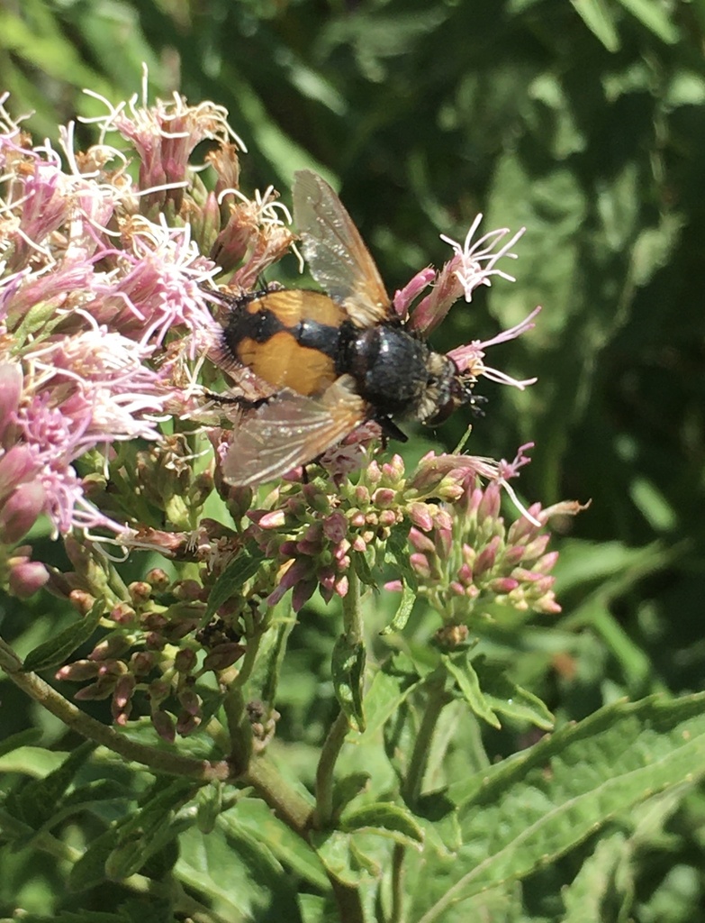 Tachinini from Bavaria, DE on August 12, 2023 at 01:17 PM by Tom Ratz ...