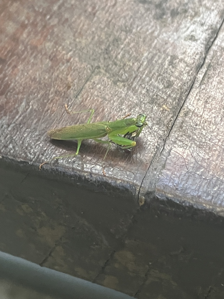 Asian Ant Mantises from 雙流國家森林遊樂區, 獅子鄉, PIF, TW on August 13, 2023 at ...