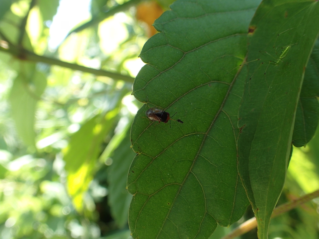 Geocoris varius in August 2023 by hakkahamushi · iNaturalist