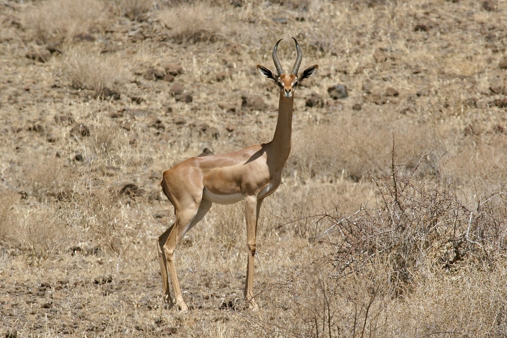 Southern Gerenuk in March 2005 by Bird Explorers. Few seen on slopes of ...