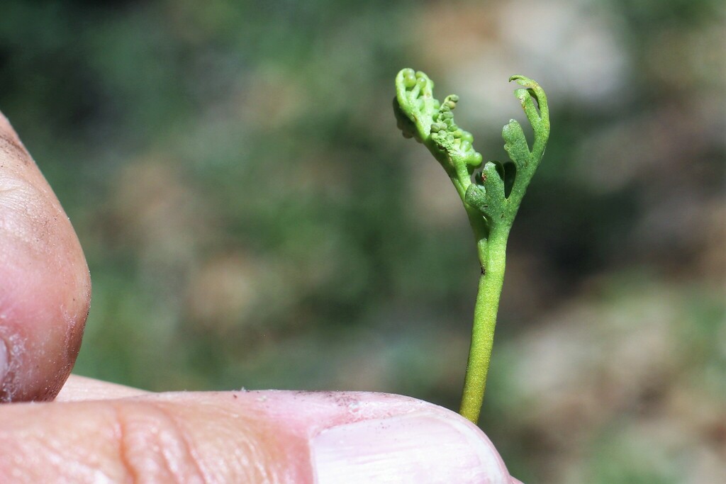 upswept moonwort in July 2023 by Scott F Smith · iNaturalist