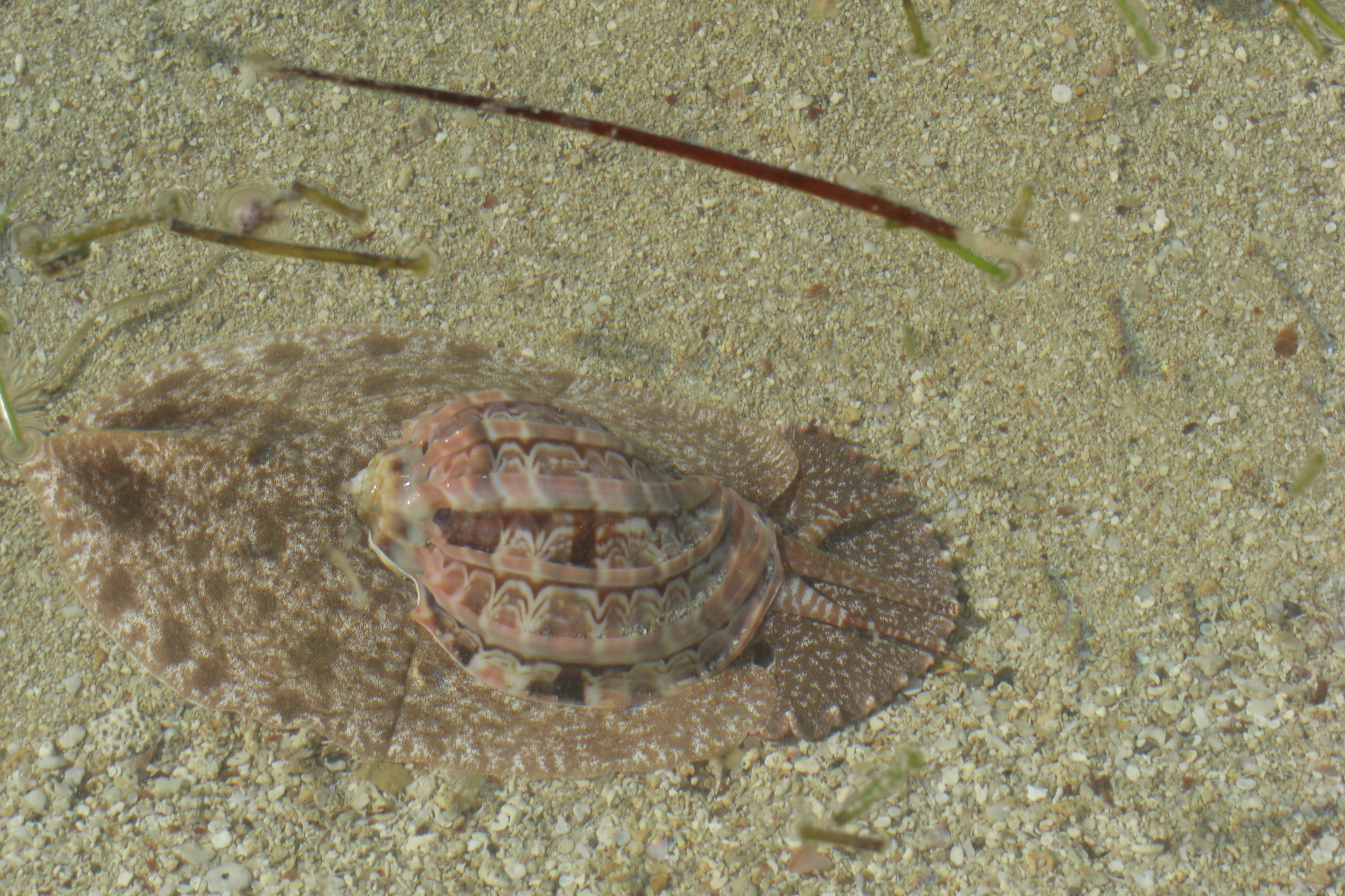 Harpa major Röding, 1798