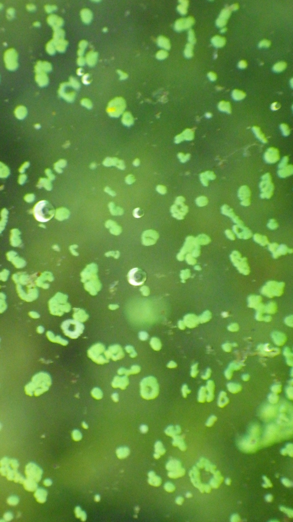 Microcystis aeruginosa from Southeast Portland, Portland, OR, USA on ...
