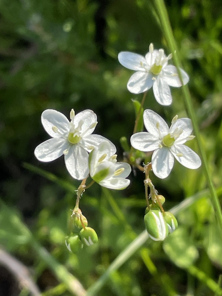 Tall Spookasem from West Coast District Municipality, South Africa on ...