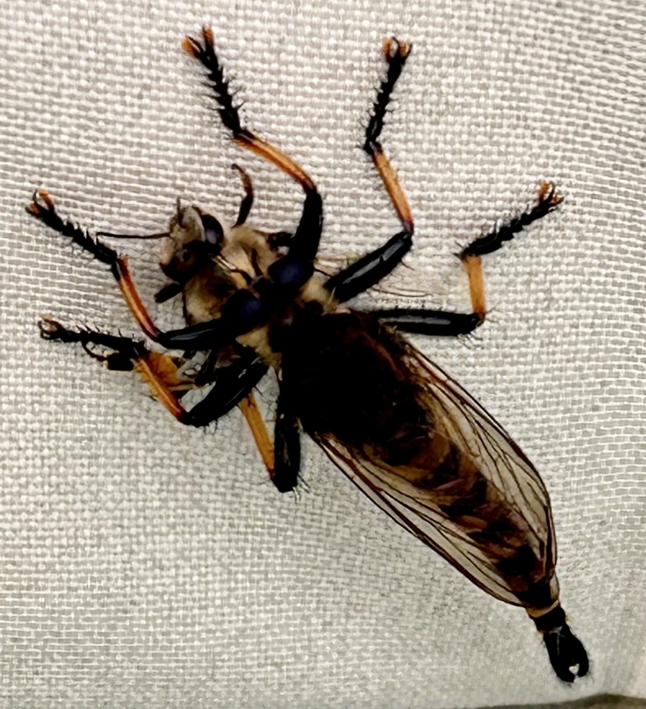Red-footed Cannibal Fly from 2217 Dixon Rd, Frederick, MD, US on August ...
