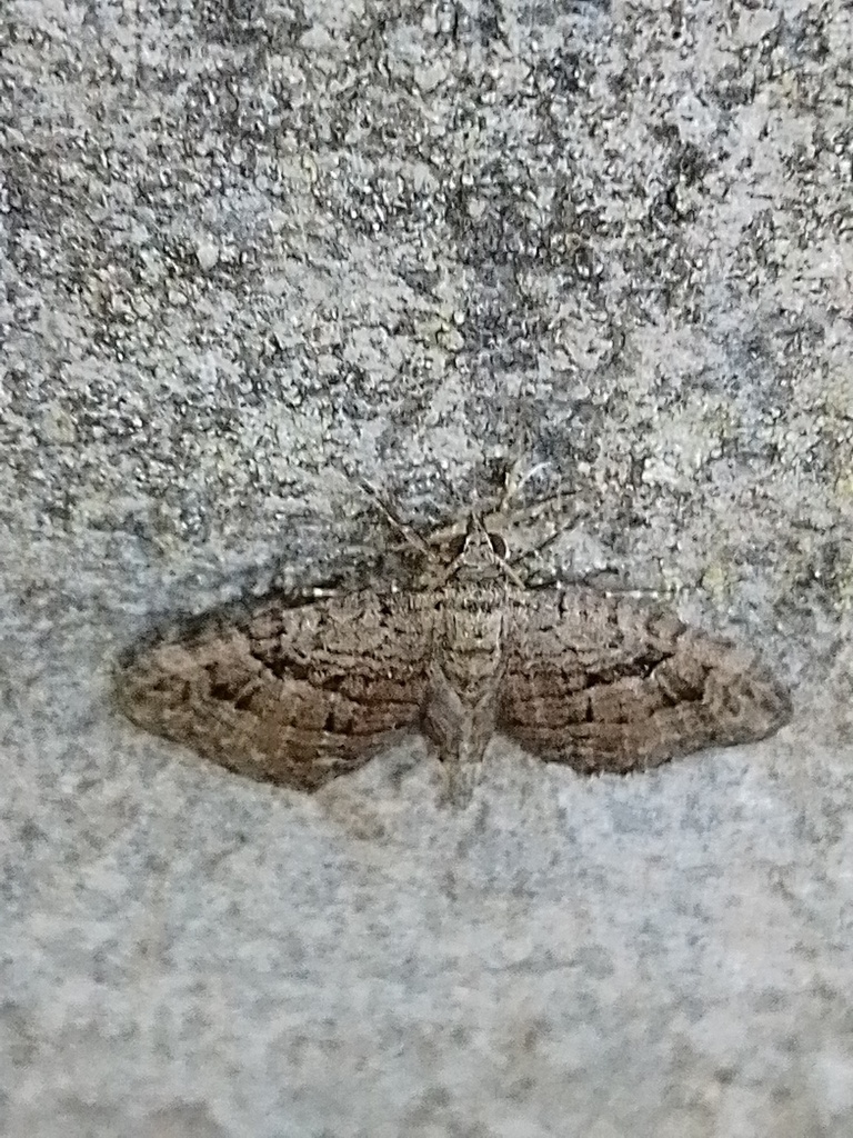 Juniper Pug from Себеж, Псковская обл., Россия on August 13, 2023 at 05 ...