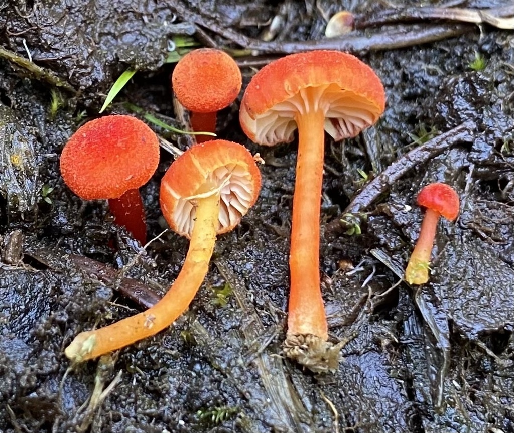 Waisted Waxcap from Payette National Forest, McCall, ID, US on August ...