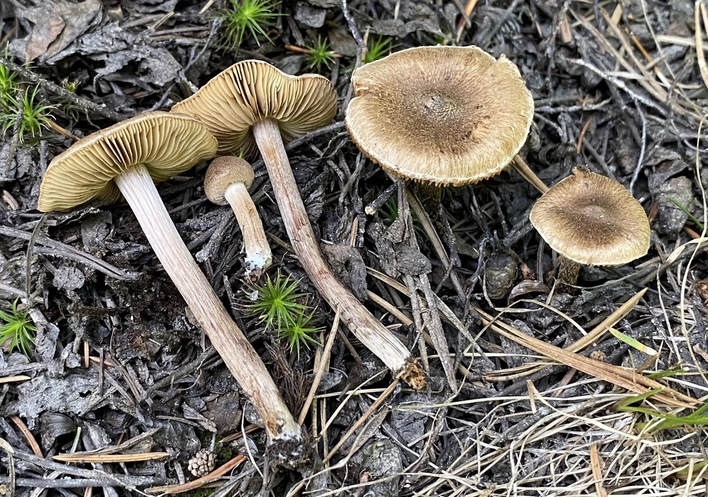 Fiber Caps from Payette National Forest, McCall, ID, US on August 12 ...