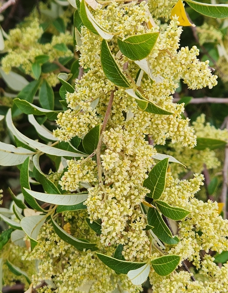 Wild currant from Garden Route Dam on August 13, 2023 at 03:46 PM by ...