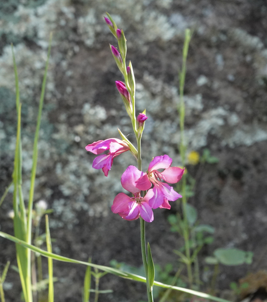 Wild Gladiolus from Cáceres, Spanje on April 13, 2023 at 11:06 AM by ...