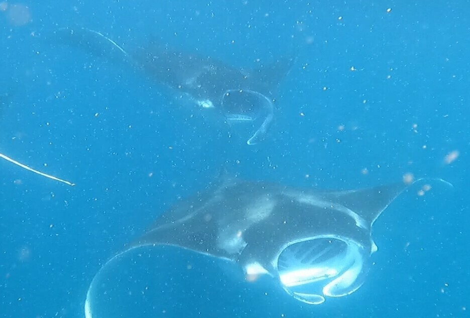 Reef Manta Ray in August 2023 by ingmar51 · iNaturalist