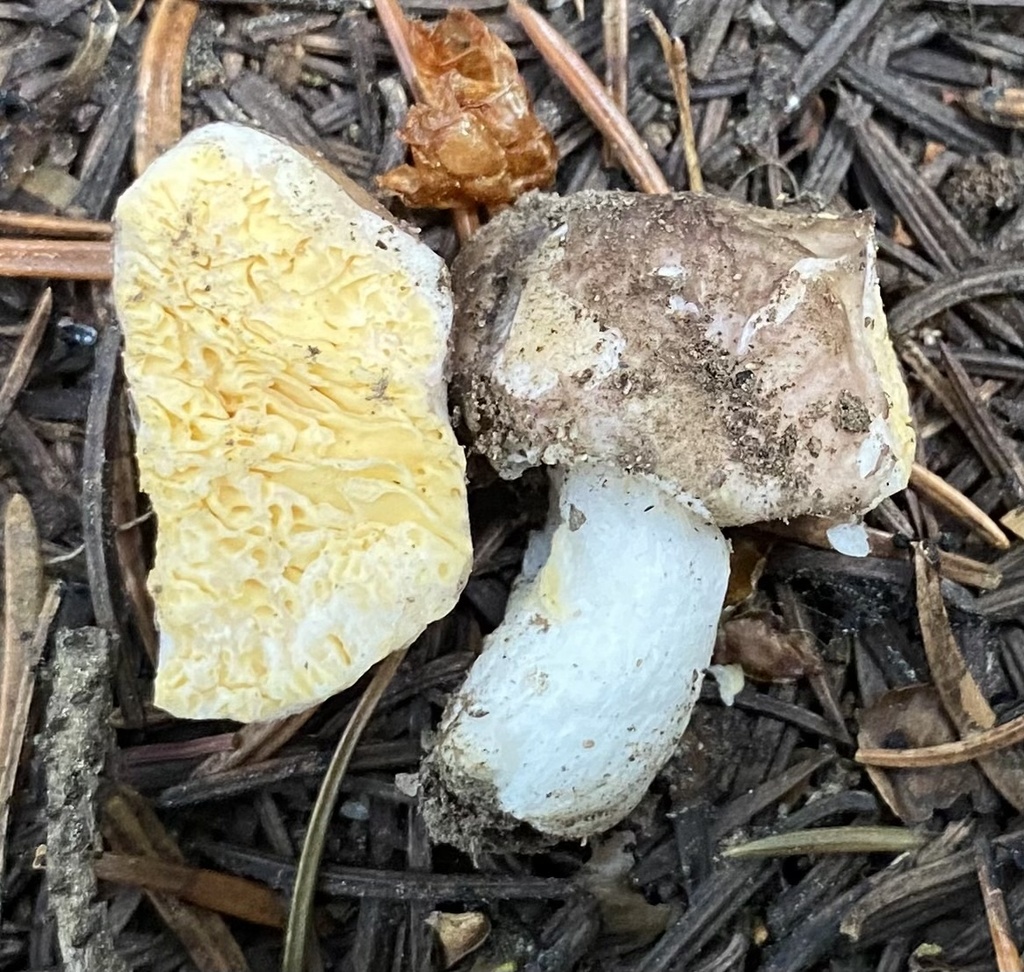 Russula zelleri from Payette National Forest, McCall, ID, US on August ...