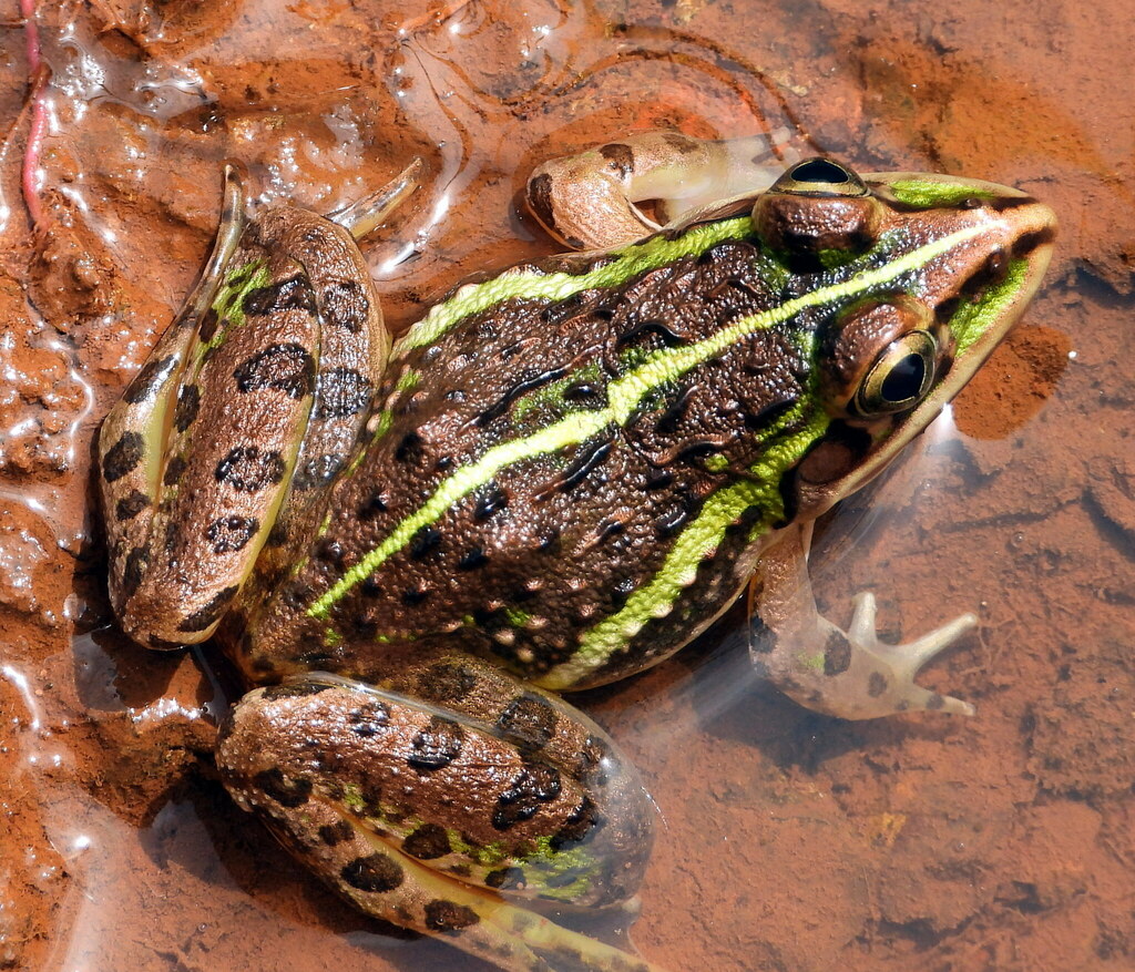 Indus Valley Bullfrog from Karel, Maharashtra 416702, India on August ...
