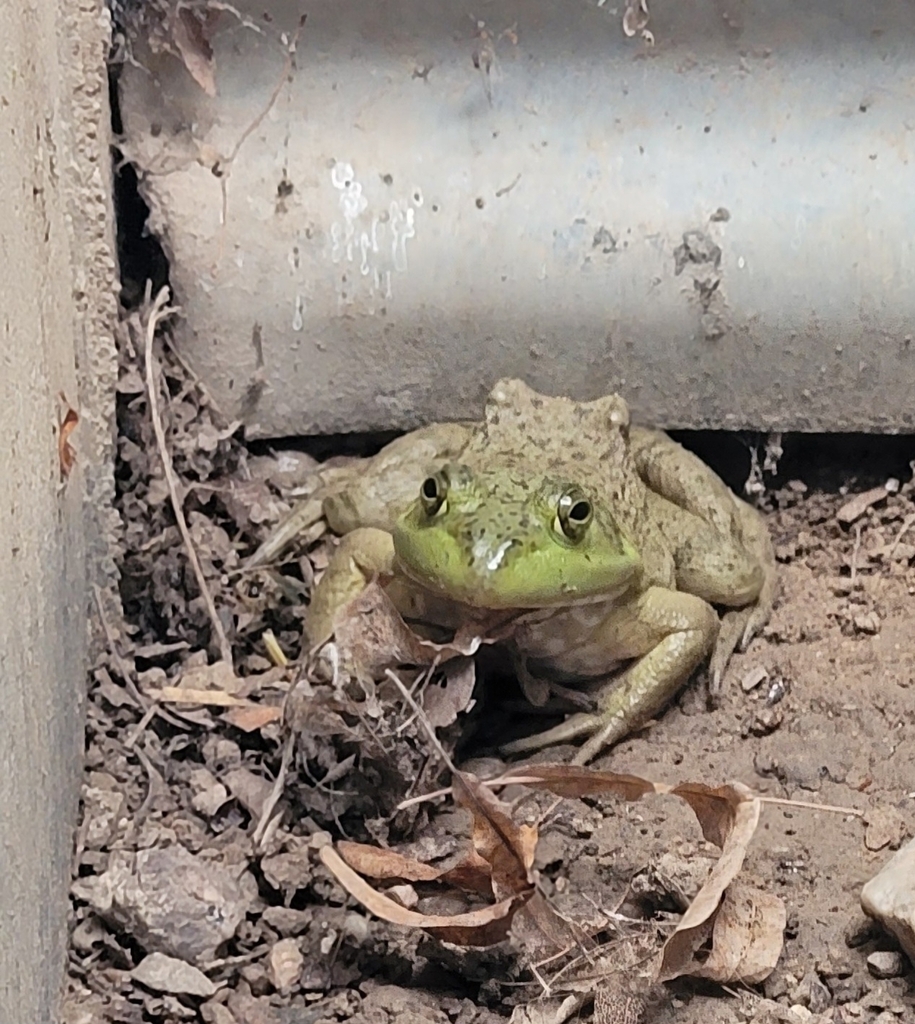 American Bullfrog from Nelson Farm, Fort Collins, CO 80525, USA on ...