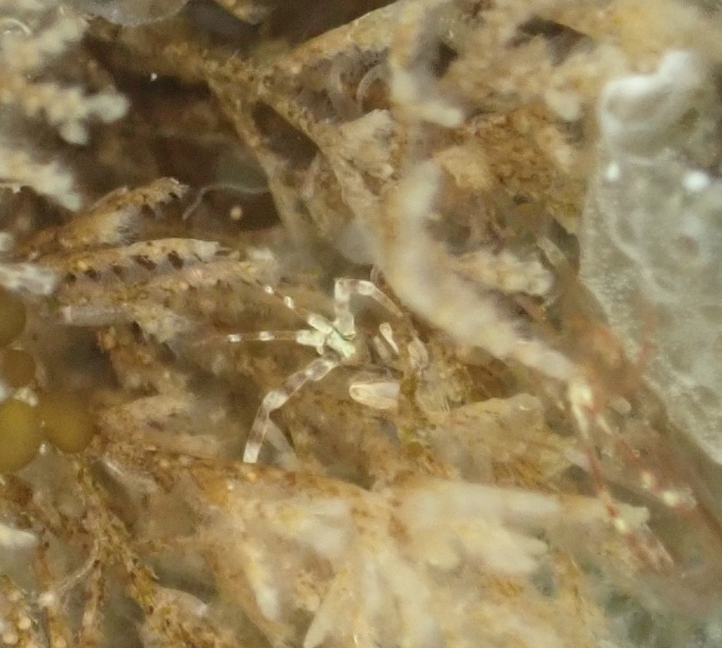 Ischyroceridae from Nederland on August 11, 2023 at 02:36 PM by Marleen ...