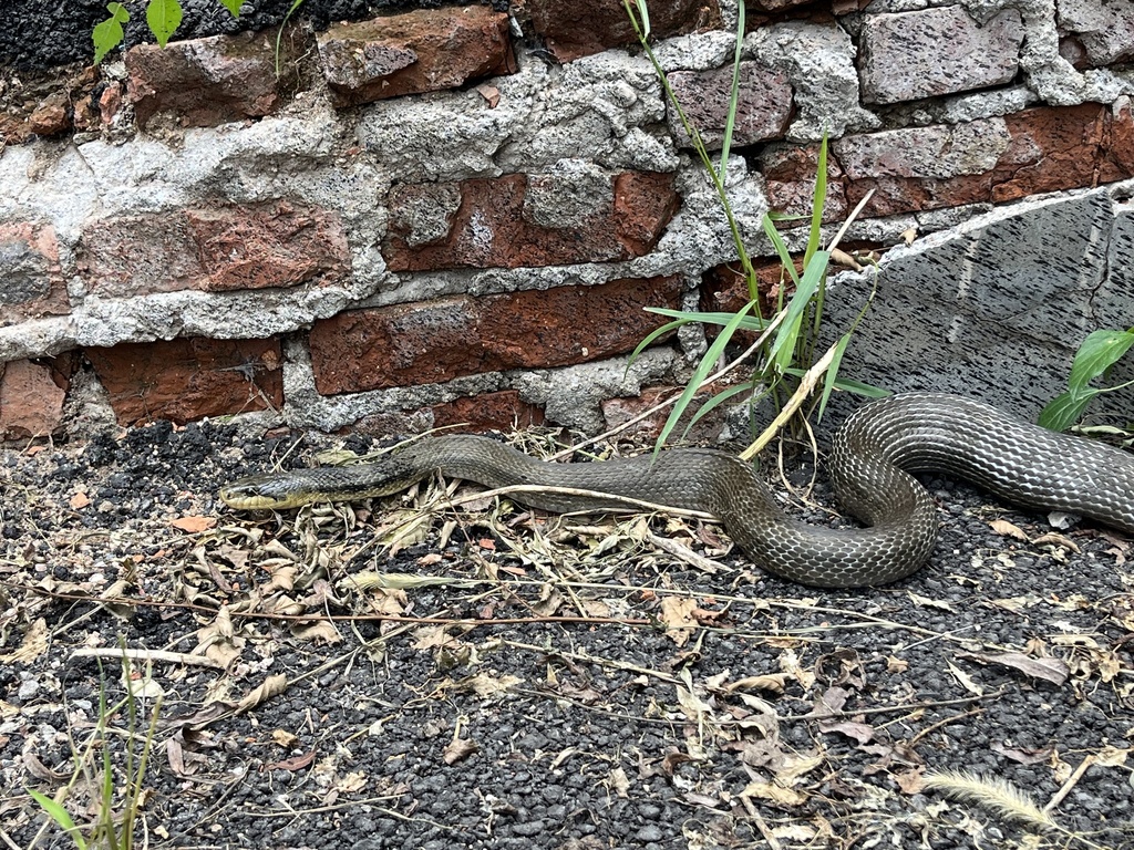 Korean Ratsnake (Elaphe anomala) - Snakes and Lizards