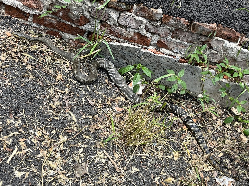 Korean Ratsnake (Elaphe anomala) - Snakes and Lizards