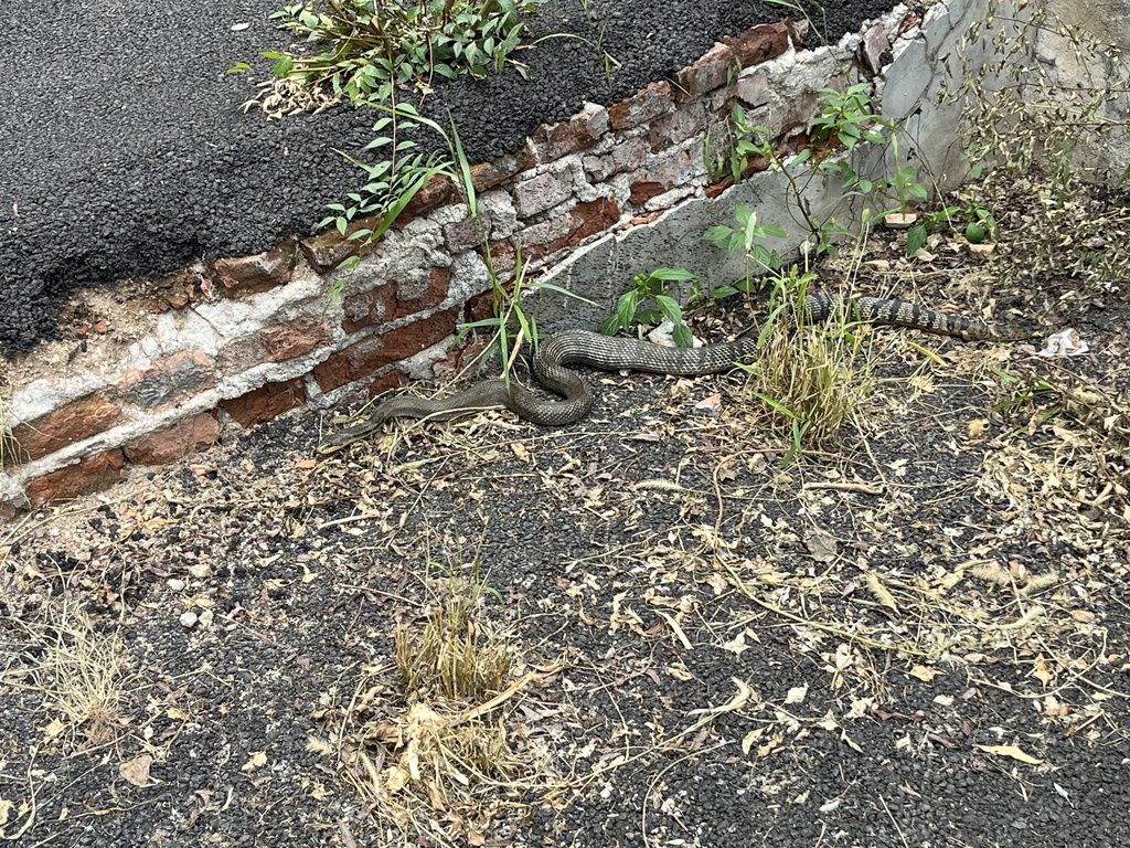 Korean Ratsnake (Elaphe anomala) - Snakes and Lizards