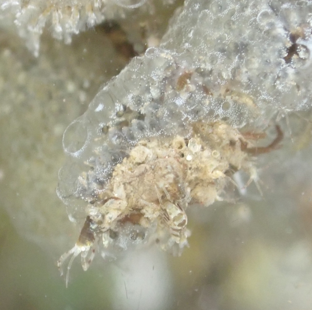 Ischyroceridae from Nederland on August 11, 2023 at 02:36 PM by Marleen ...