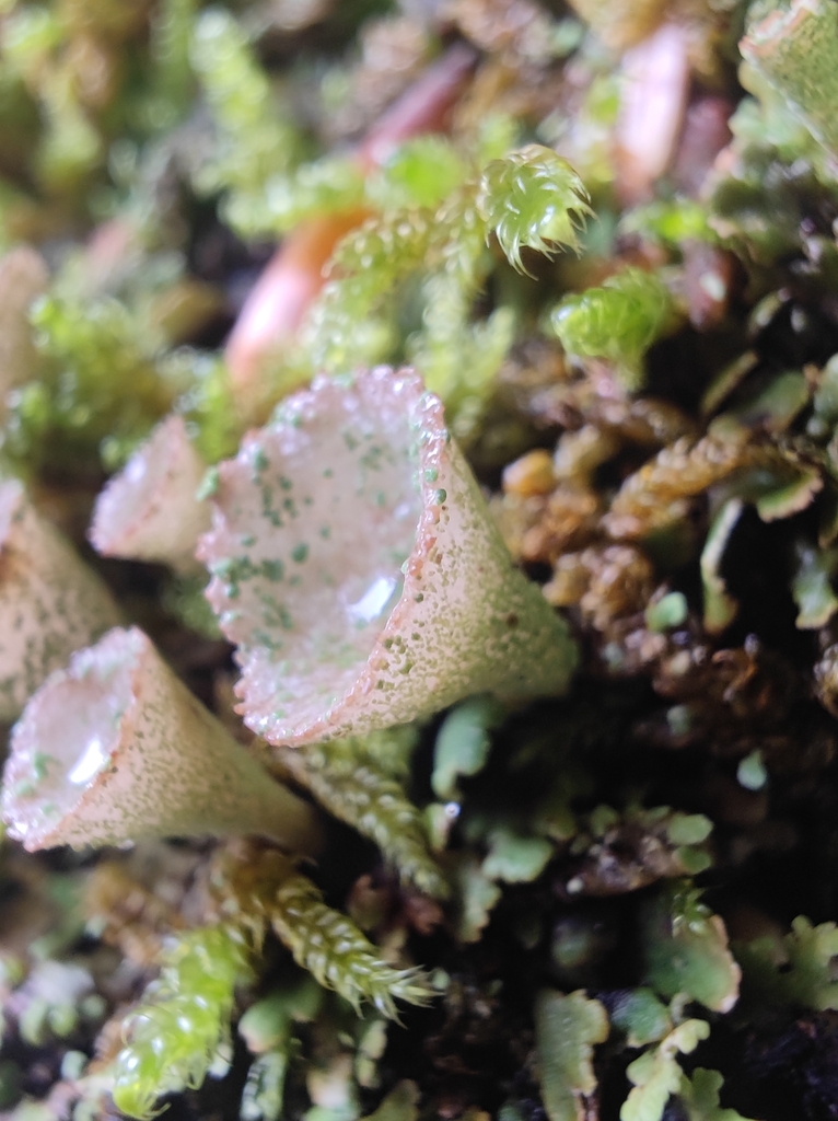 Pebbled Pixie Cup from 38930 Chichilianne, France on July 2, 2023 at 10:00 AM by ponpon42 ...