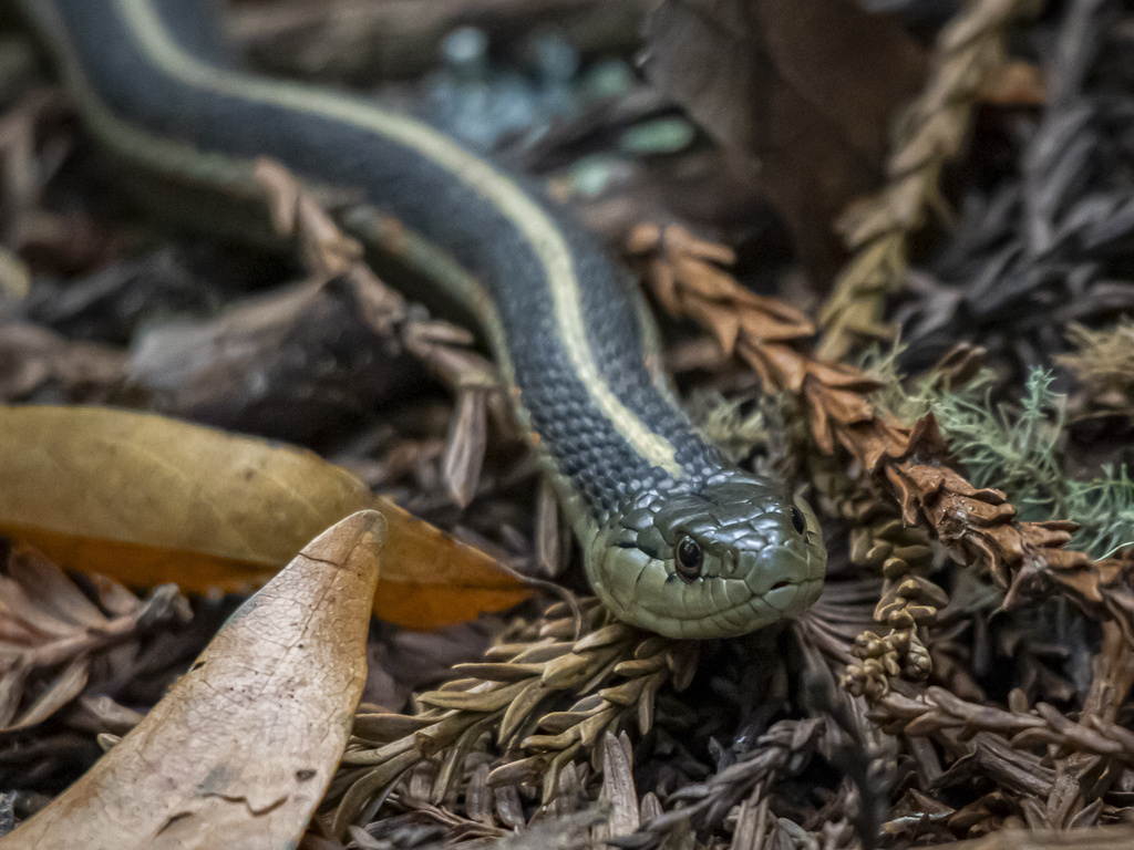 Coast Garter Snake from Occidental, CA, US on August 12, 2023 at 03:10 ...