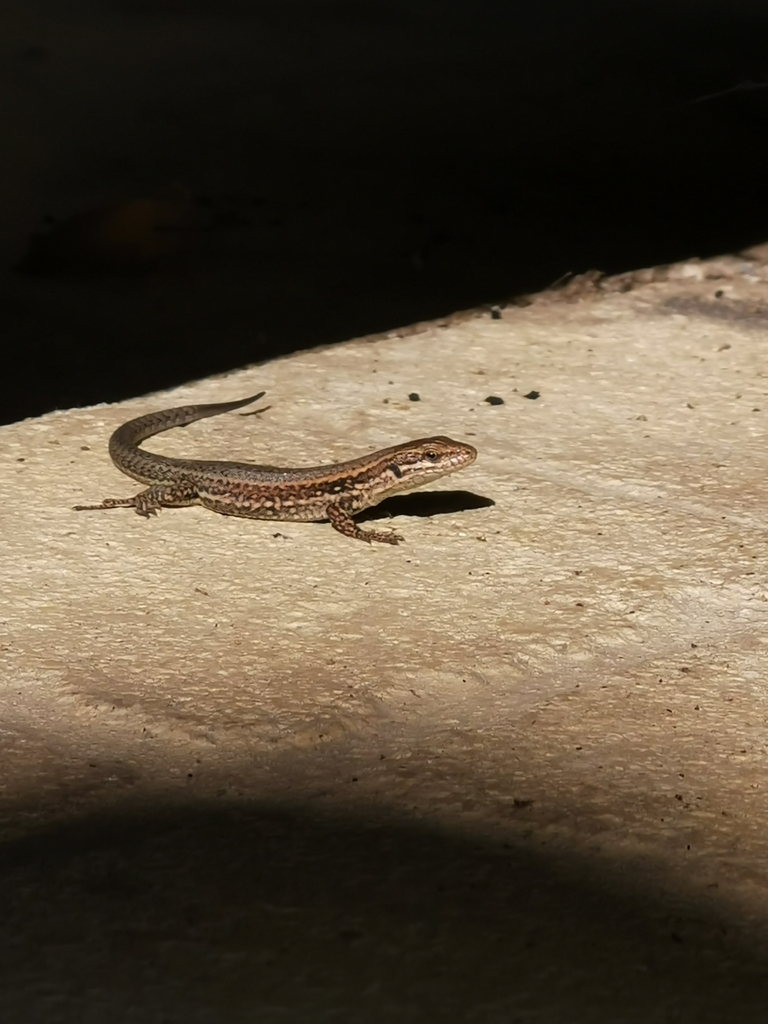Common Wall Lizard from 31600 Lherm, France on August 13, 2023 at 06:00 ...