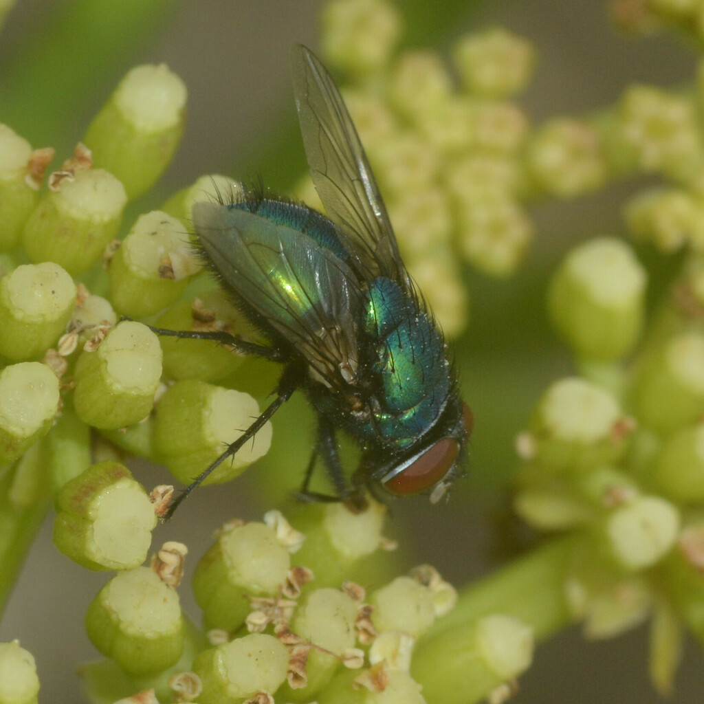 Common European Greenbottle Fly from Portwrinkle, Torpoint PL11, UK on ...
