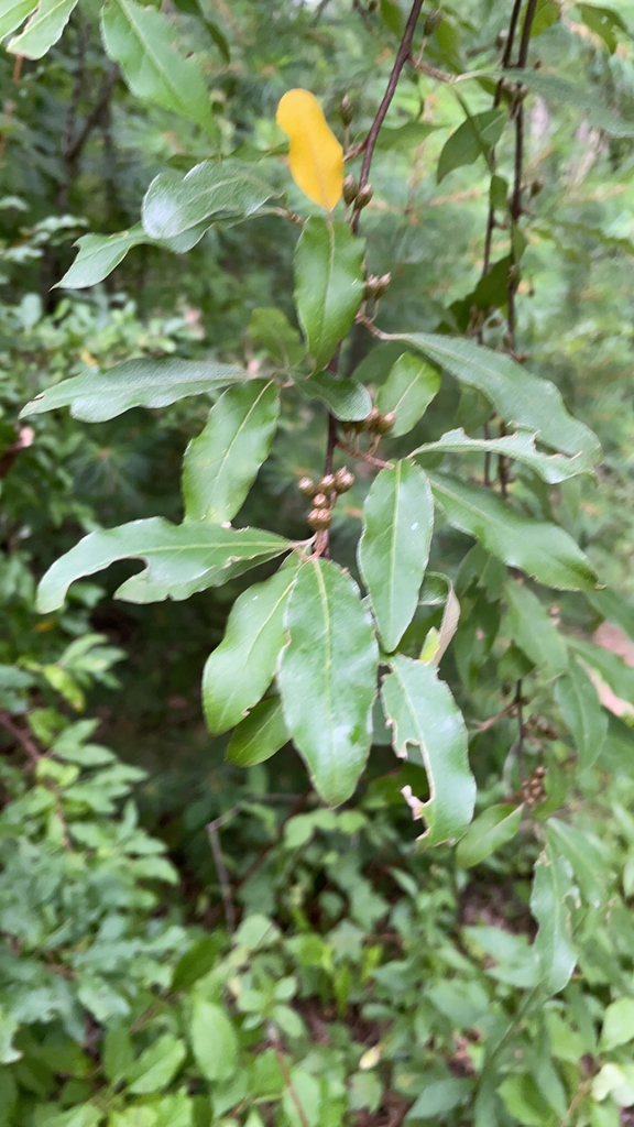 autumn olive from Clifton Park on August 13, 2023 at 12:04 PM by ...