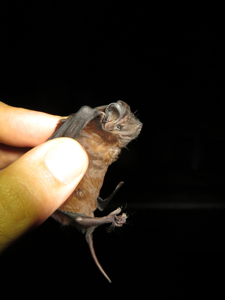 Bonda mastiff bat (Costa Rica Mammals) · iNaturalist