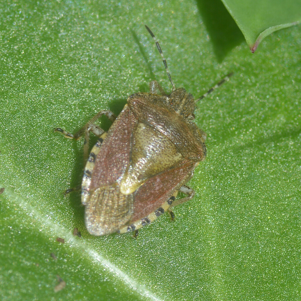 Sloe Bug from Portwrinkle, Torpoint PL11, UK on August 11, 2023 at 11: ...