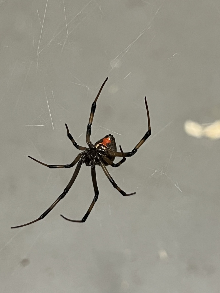 Widow Spiders from Cromwell Ave, Clovis, CA, US on August 13, 2023 at ...