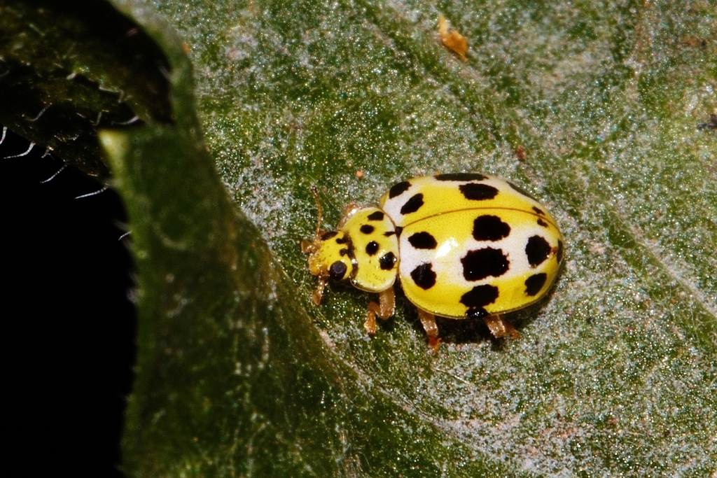 Variegated Fungus-eating Lady Beetle from Harare, Zimbabwe on February ...