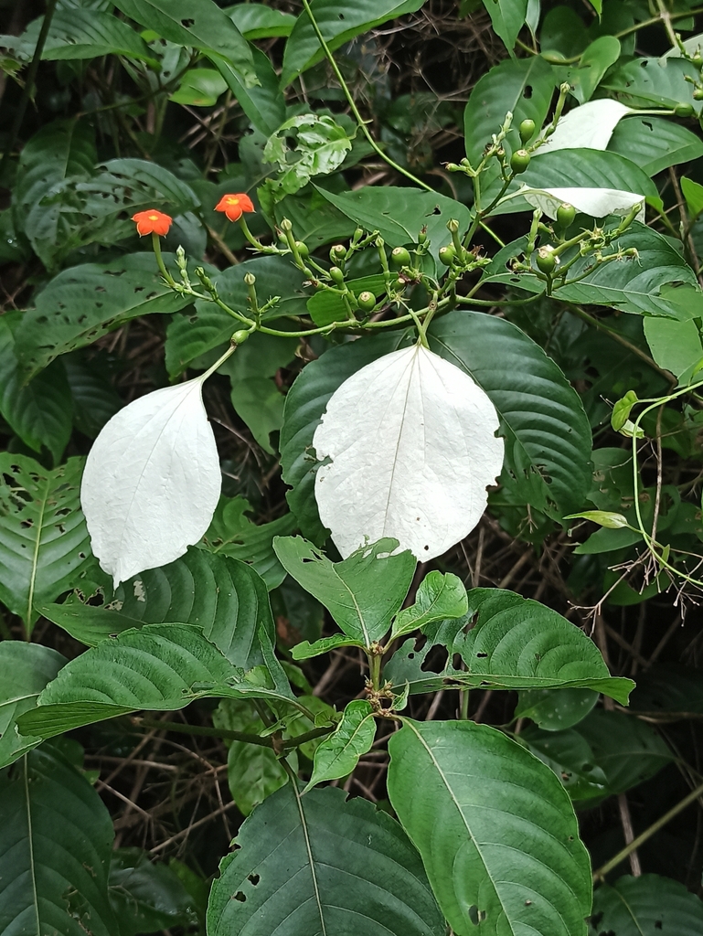 wild mussaenda from Mangattuparamba, Kerala 670567, India on August 13 ...