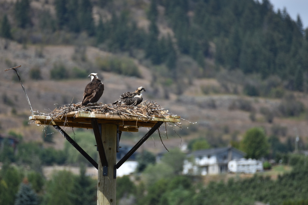 Osprey from North Okanagan, BC, Canada on August 11, 2023 at 11:59 AM ...