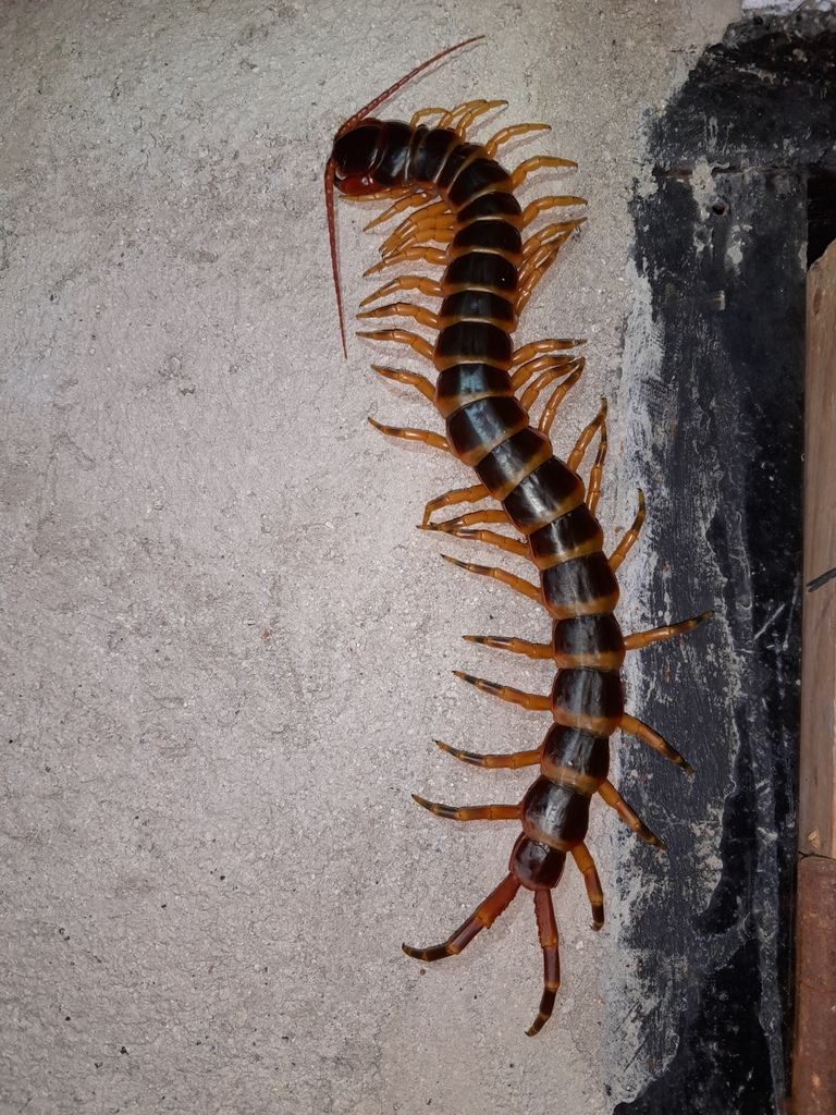 Amazonian Giant Centipede from Santa Marta (Dist. Esp.), CO-MA, CO on ...