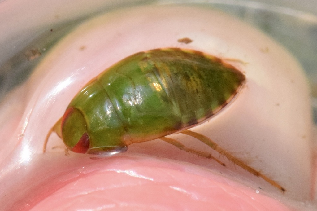 Pelocoris femoratus from Chittenden County, VT, USA on August 13, 2023 ...