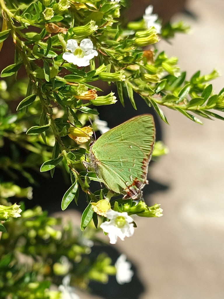 Clench's Greenstreak in August 2023 by Alejandra Vázquez · iNaturalist