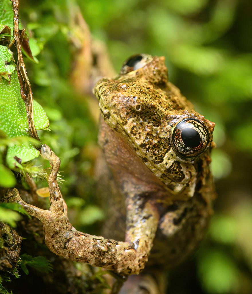 Golden-groined Robber Frog from San José Province, Rivas, Costa Rica on ...