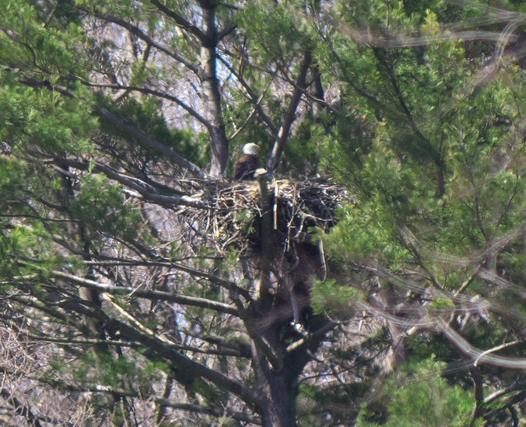 Bald Eagle from Cootes Paradise, Hamilton, ON, Canada on April 4, 2013 ...