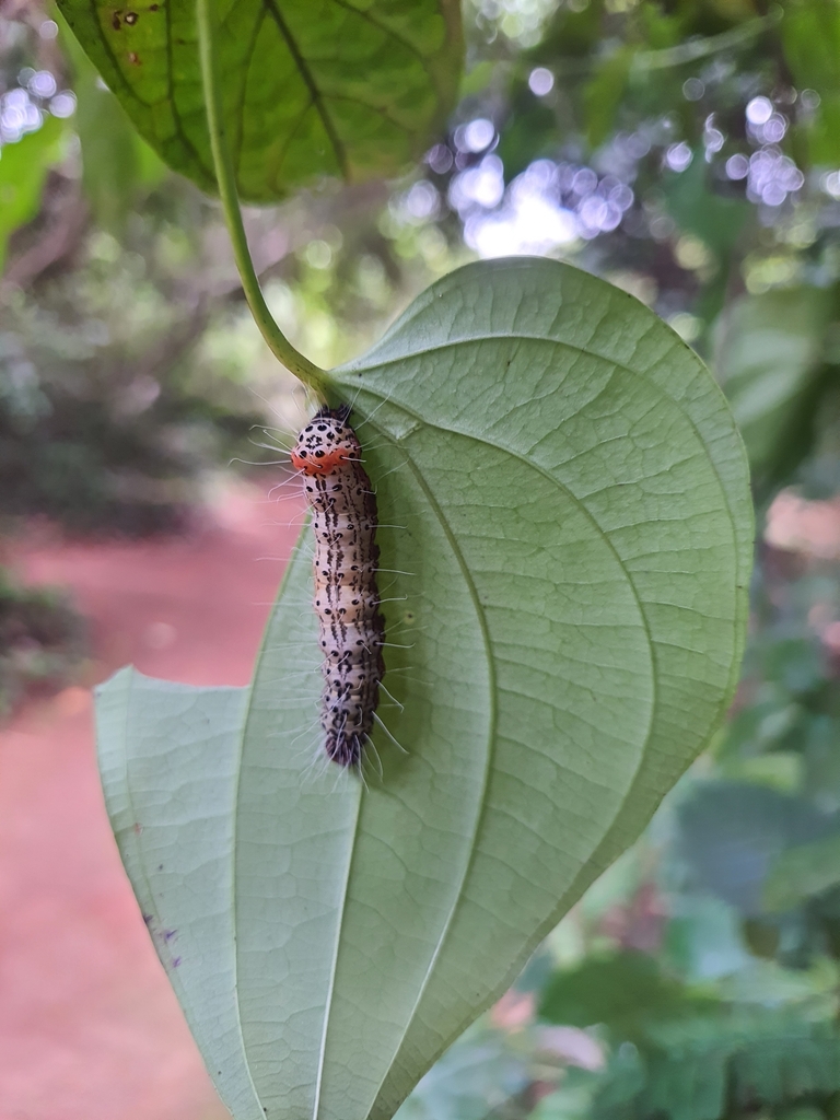 Blue-spotted Forester Moth from X9M7+PR5, Mangattuparamba, Kerala ...
