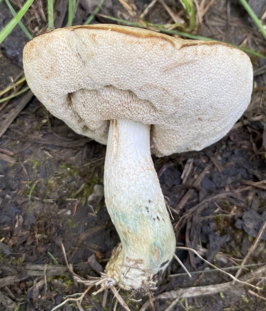 Ghost Bolete from Payette National Forest, McCall, ID, US on August 12 ...