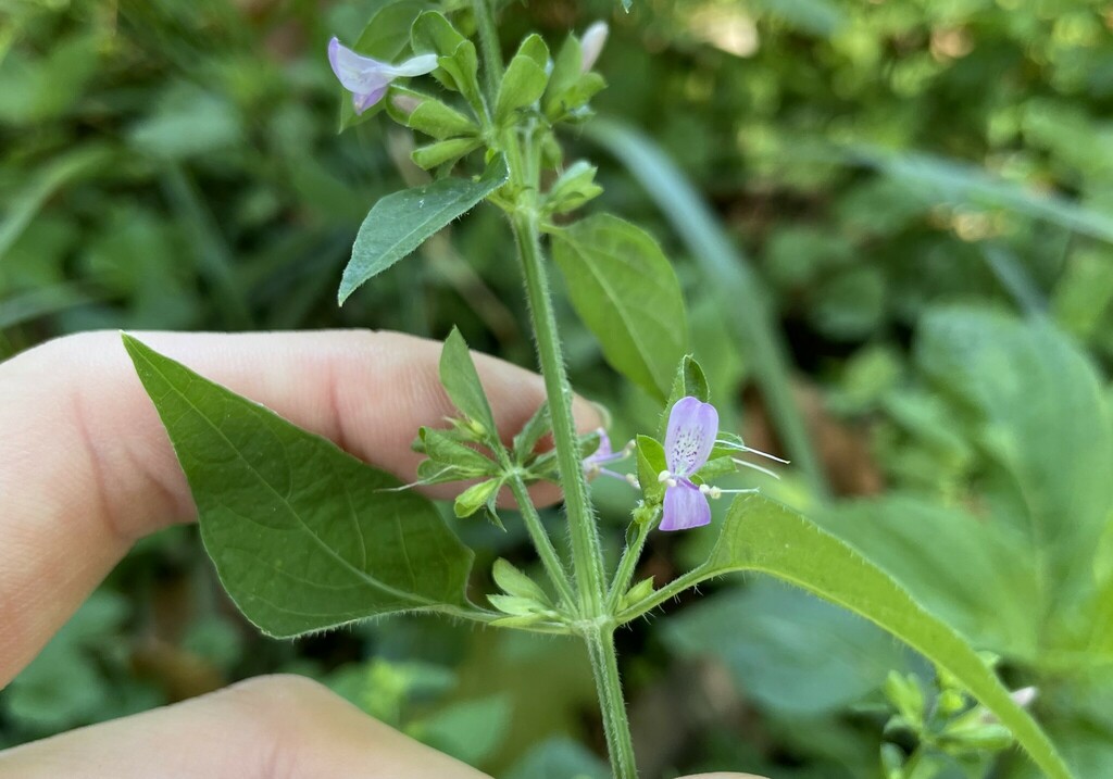 False Mint from Washington County, AR, USA on August 8, 2023 at 12:53 ...