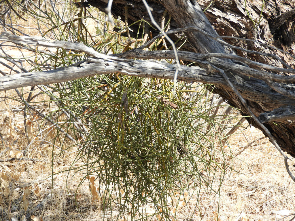 Mesquite Mistletoe from Organ Pipe Cactus National Monument, Arizona ...