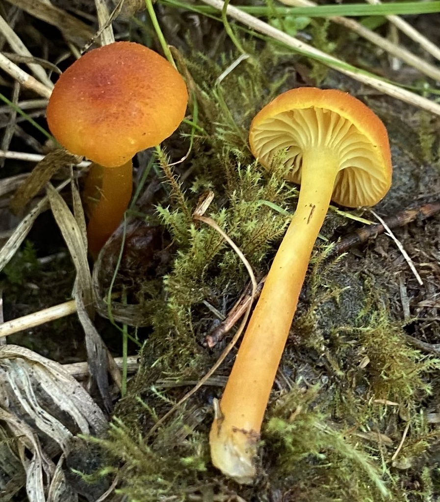 Goblet Waxcap from Payette National Forest, McCall, ID, US on August 12 ...