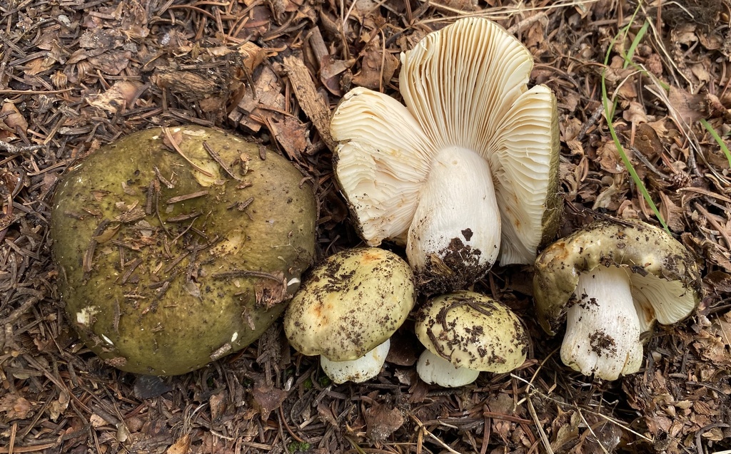 Russula graminea from Payette National Forest, McCall, ID, US on August ...
