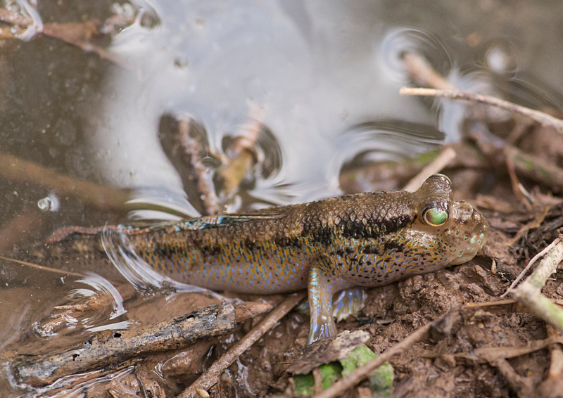 Asian dwarf mudskipper (Periophthalmodon septemradiatus) - Marine Life ...