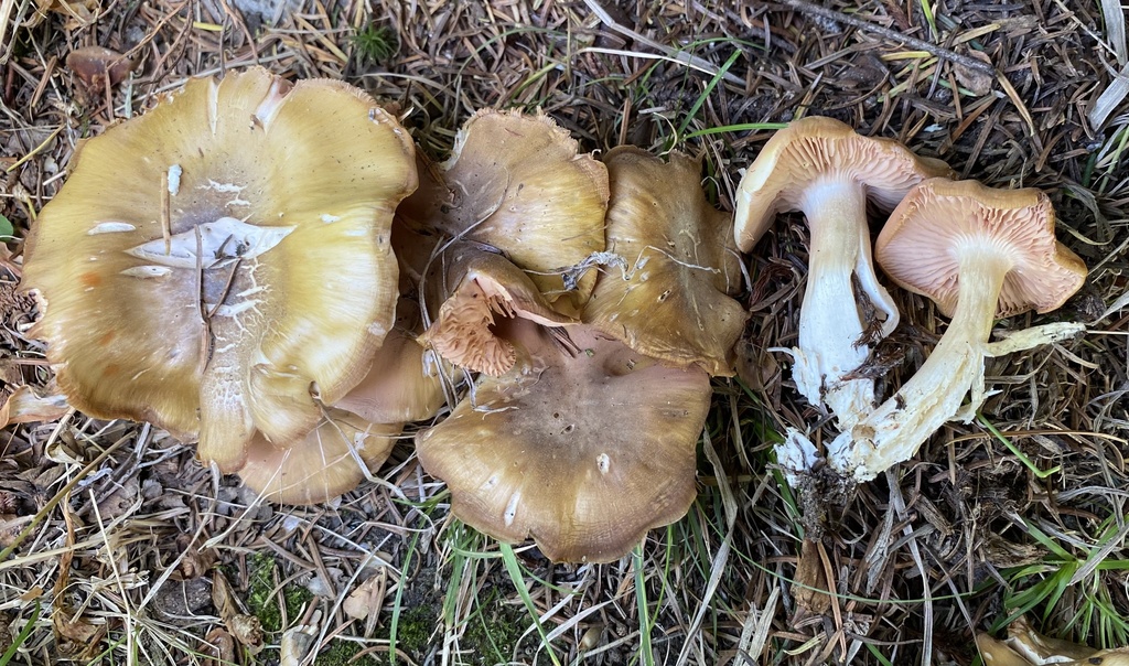 Entoloma lividoalbum from Payette National Forest, McCall, ID, US on ...